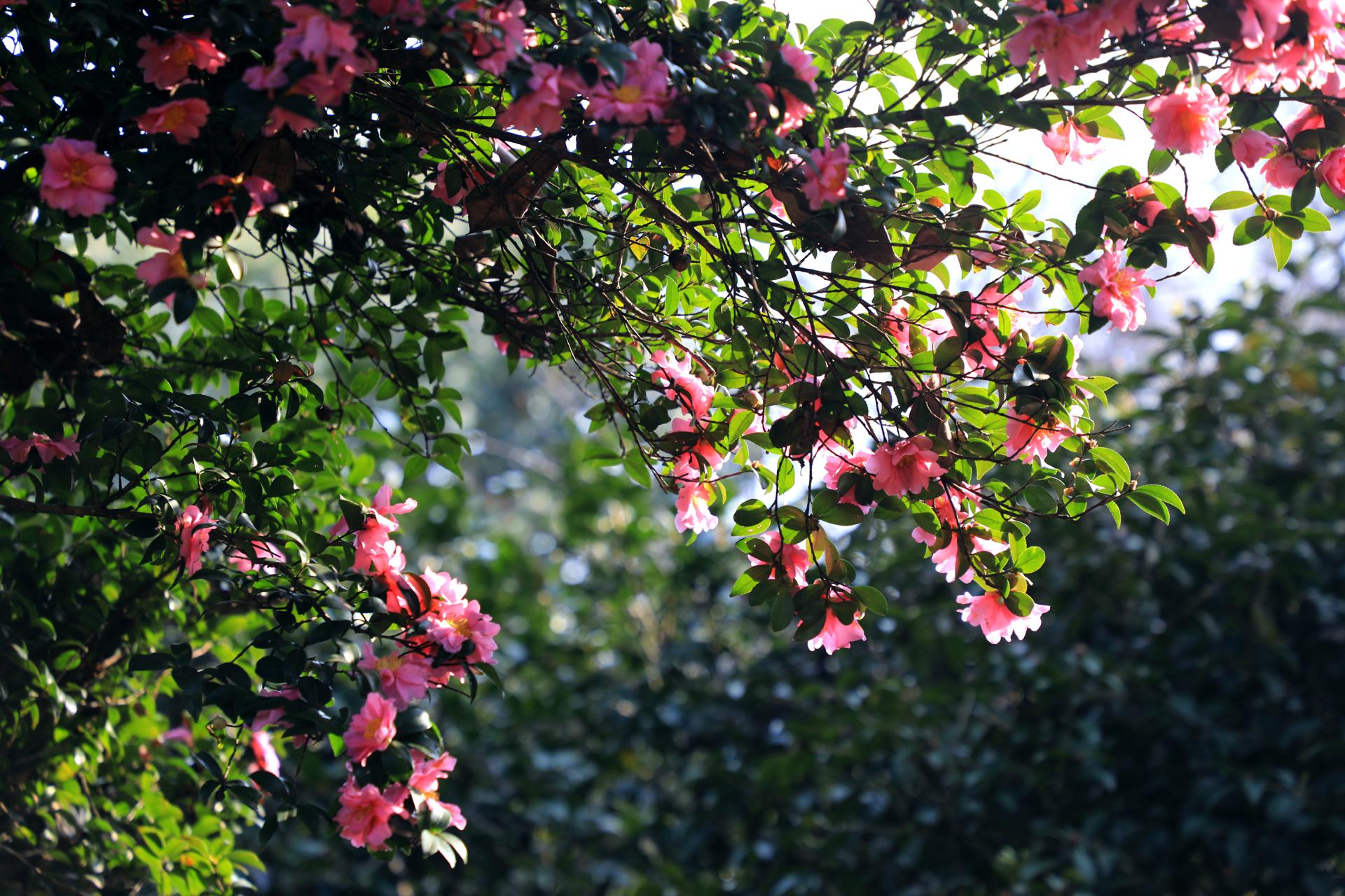 春节假期，来省植物园赏“冬之韵”花展 - 综合 - 新湖南