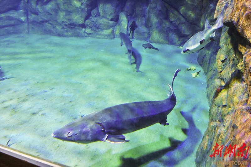 Chinese Sturgeons Move into Changsha Sea World - Hunan News - 新湖南