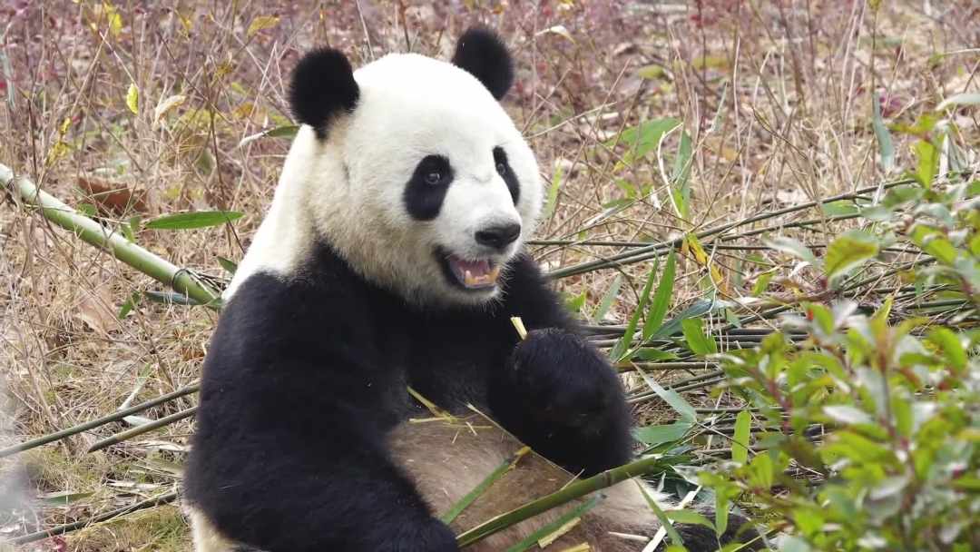 大熊猫“金喜”“茱萸”启程赴西班牙 - 世相 - 新湖南