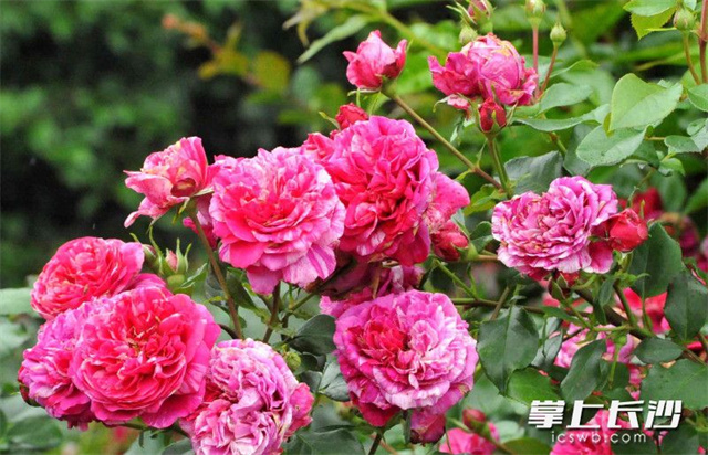 Chinese Roses Bloom at Hunan Botanical Garden - top news - 新湖南
