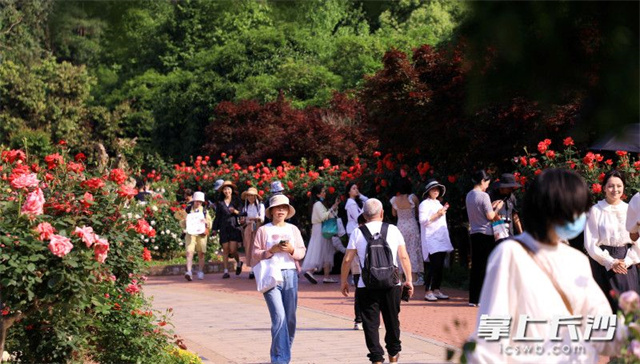 Chinese Roses Bloom at Hunan Botanical Garden - top news - 新湖南