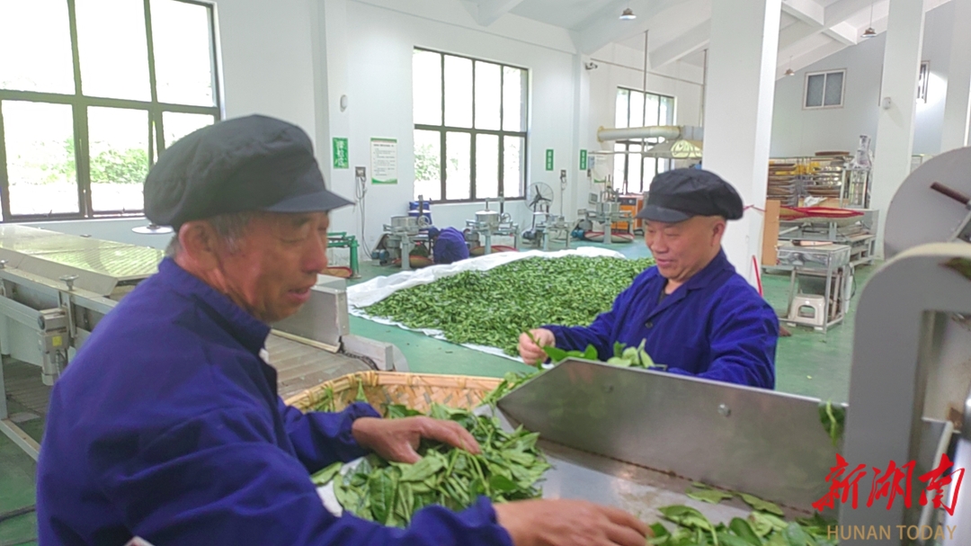 青砖帽盒有机生态茶园采茶忙，首批8月上市 - 长沙 - 新湖南